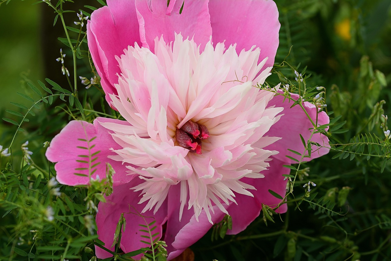 3,000+ Free Peonies & Peony Images - Pixabay