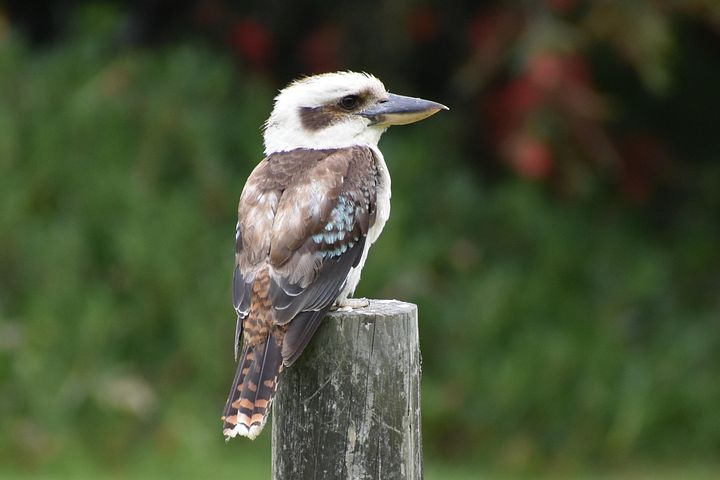 200+ Free Kookaburra & Bird Images