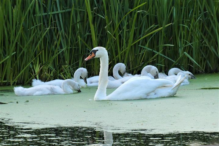 2,000+ Free Chick & Chicken Photos - Pixabay