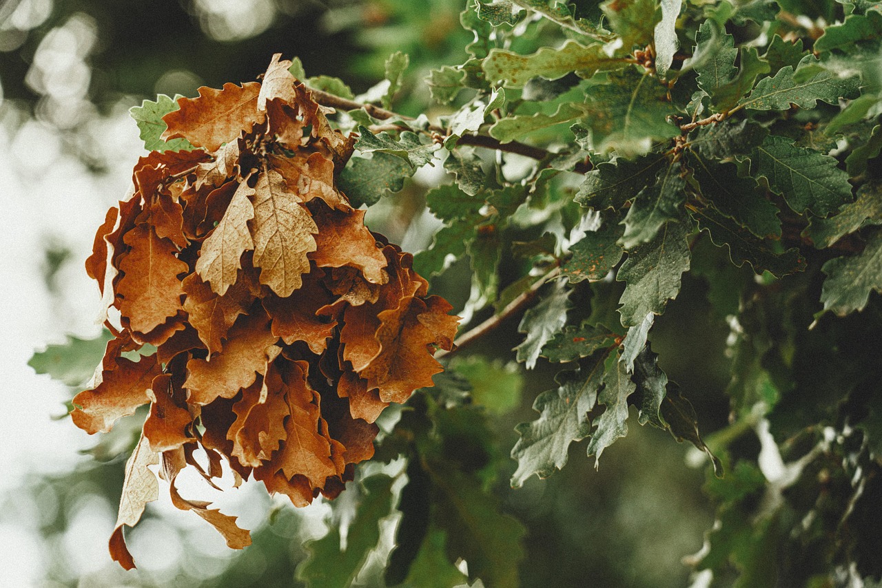 Folhas Árvore Floresta - Foto gratuita no Pixabay - Pixabay