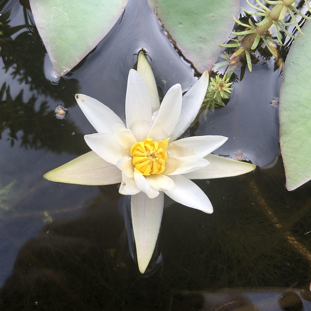 Water Lily Pond Flower - Free photo on Pixabay - Pixabay