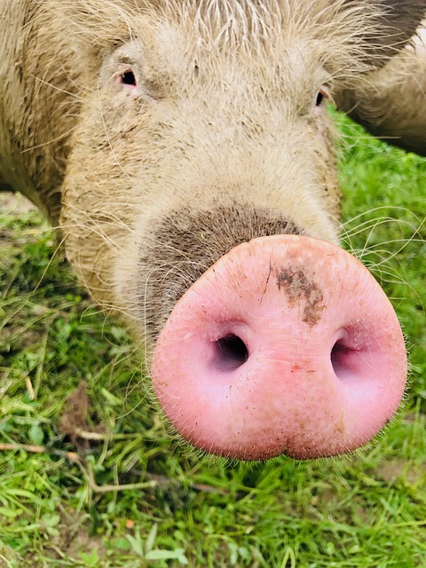 Cerdo Patio De La Granja Cerdito - Foto gratis en Pixabay - Pixabay