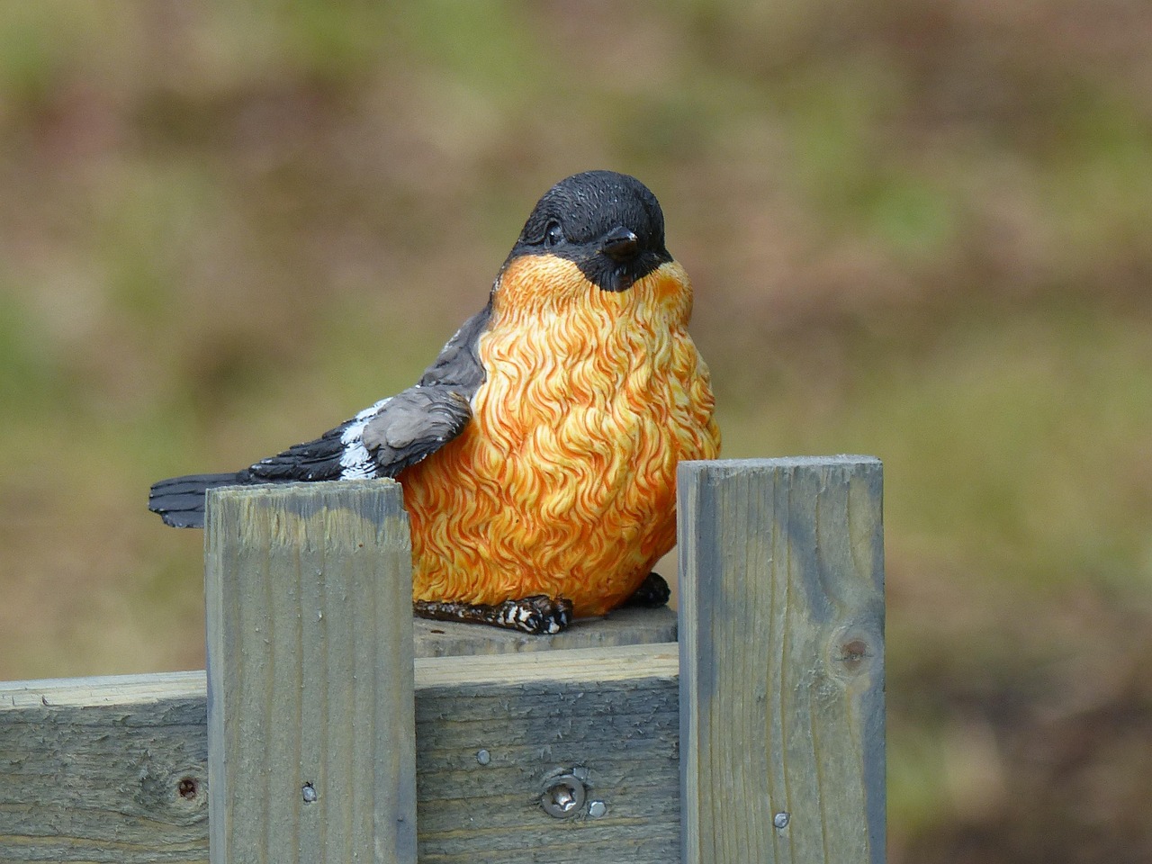 90+ kostenlose Zaun Garten Vogel und Garten-Bilder - Pixabay