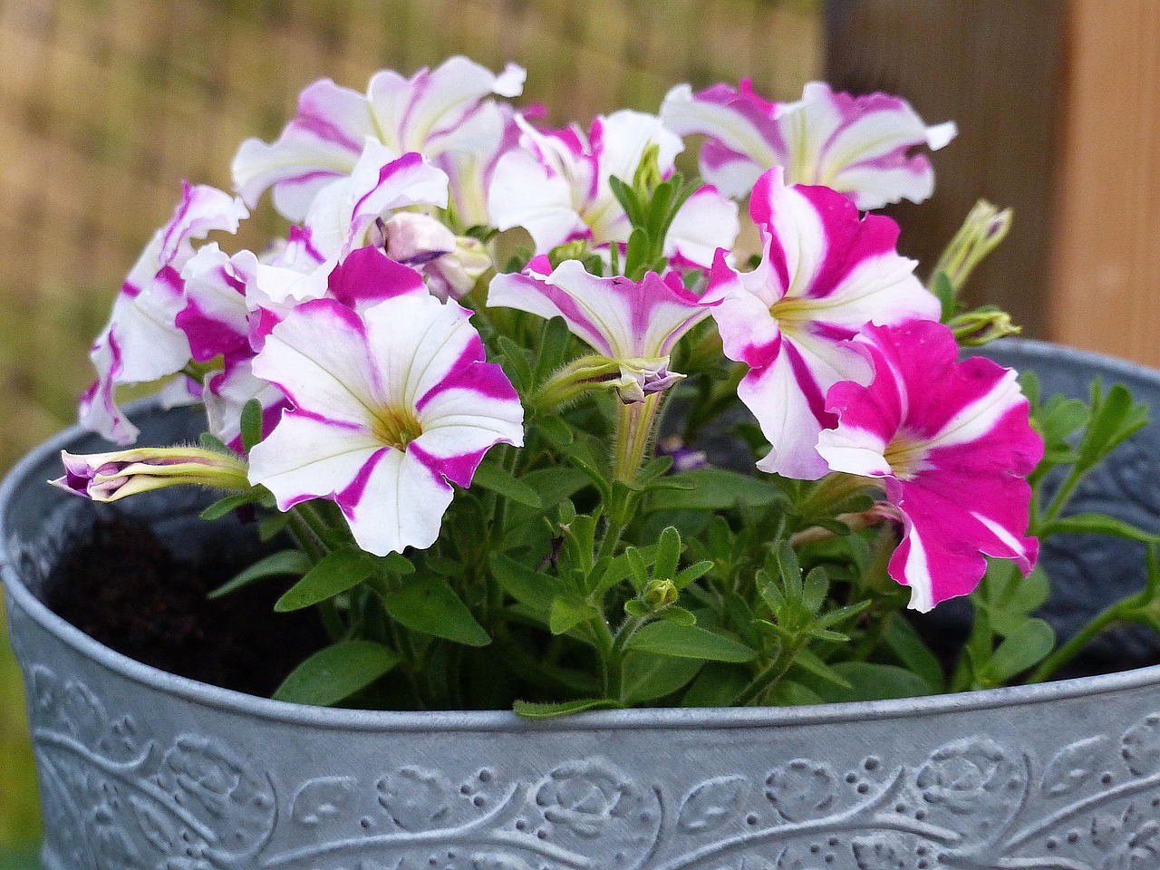 Pétunia Fleurs Pot - Photo gratuite sur Pixabay - Pixabay
