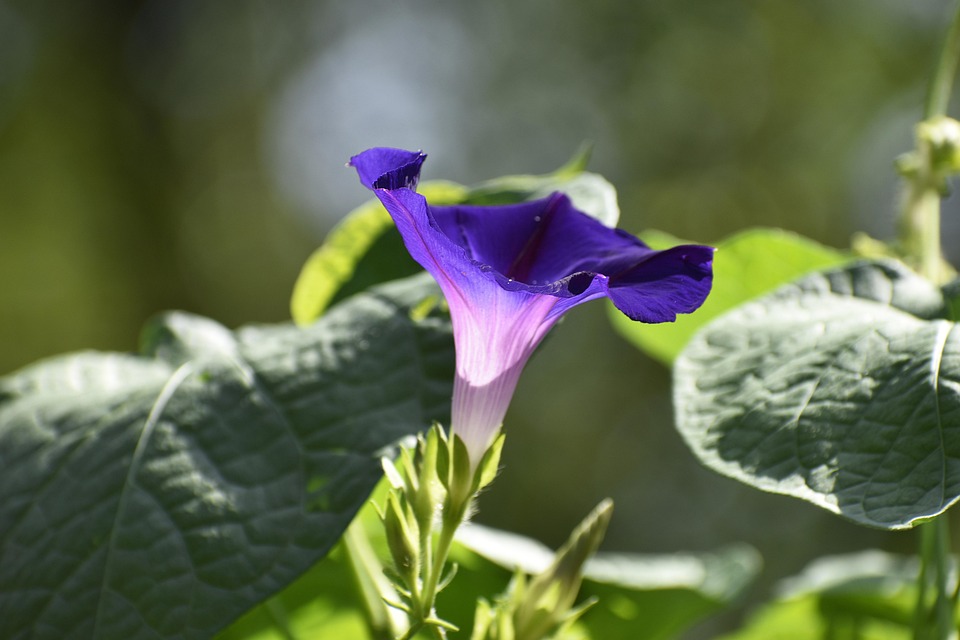 Morning Glory Flower Sunrise - Free photo on Pixabay