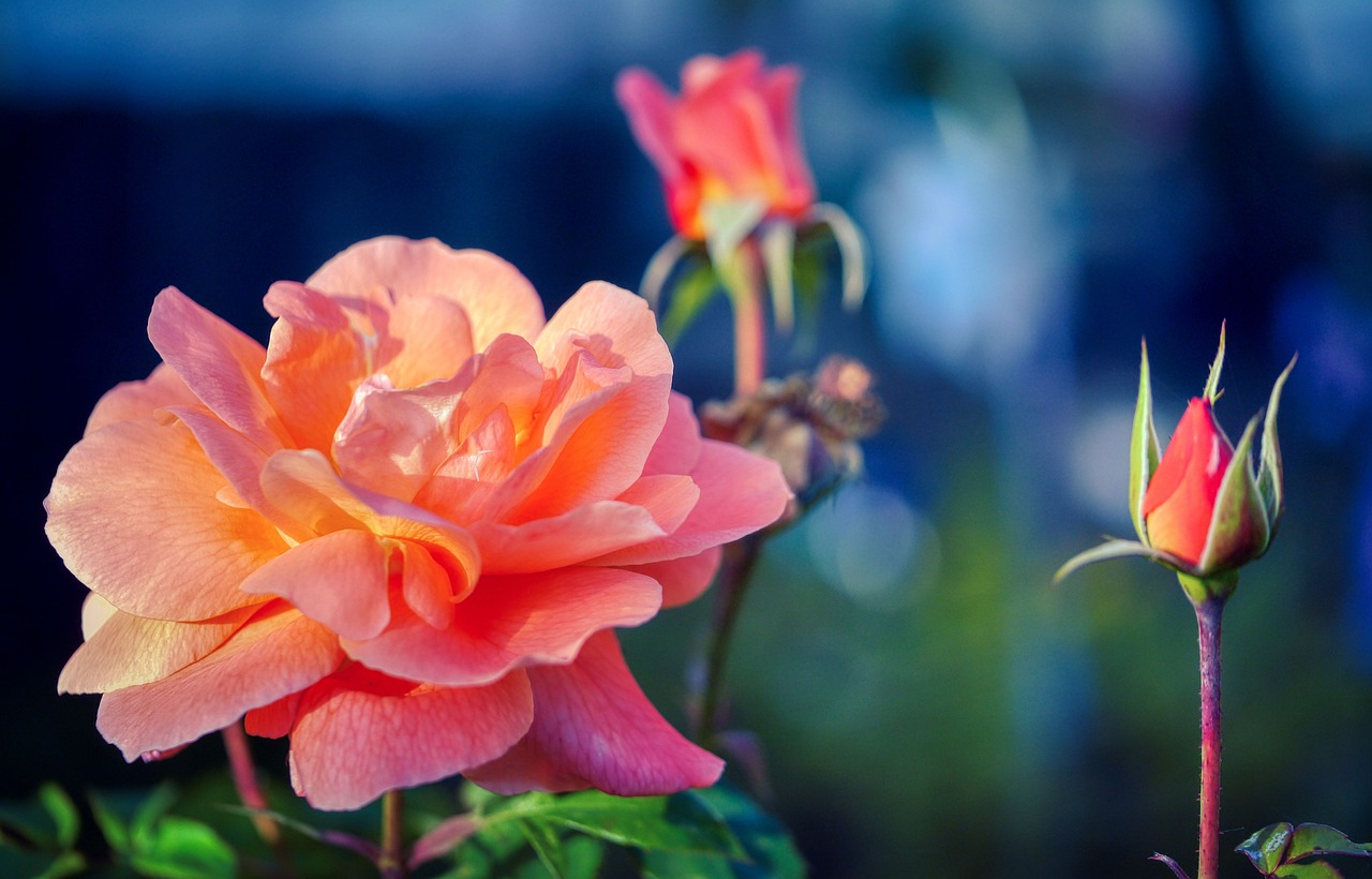 Roses Bud Rosenstock - Free photo on Pixabay - Pixabay