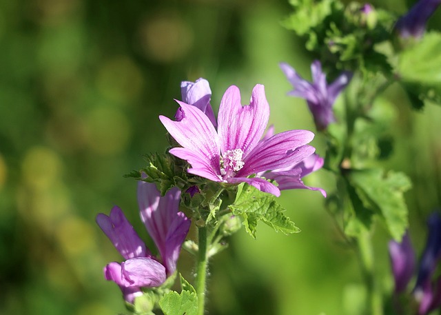 2+ kostenlose Lesní Dravec und Sléz Lesní-Bilder - Pixabay