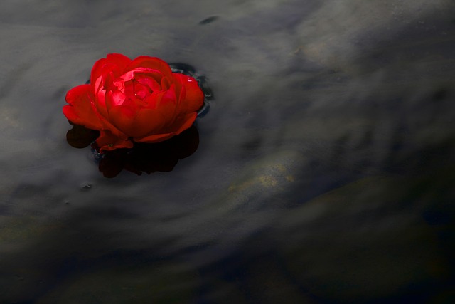 Rose Flow Wild Water - Free photo on Pixabay
