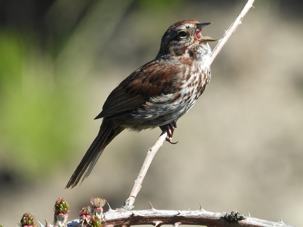 8,000+ Free Song Sparrow & Bird Images - Pixabay