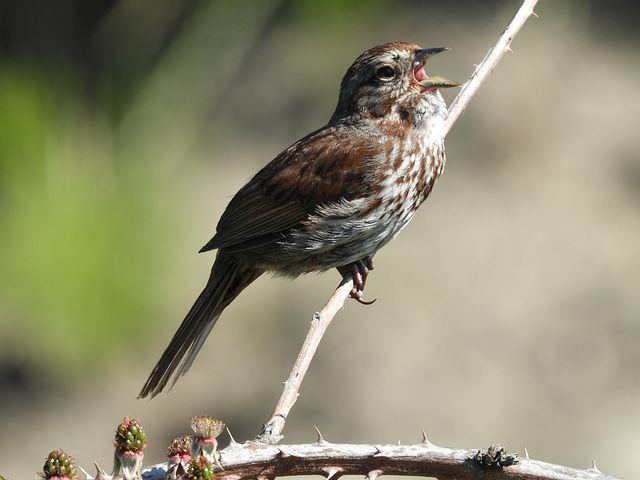300+ Free Song Birds & Bird Images - Pixabay