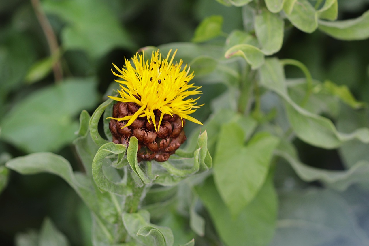 1 + 무료 Atractylodes Macrocephala & 머리 Knapweed 이미지 - Pixabay