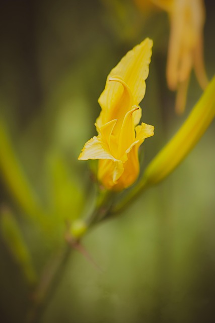 Bunga Kuning Dekoratif - Foto gratis di Pixabay - Pixabay