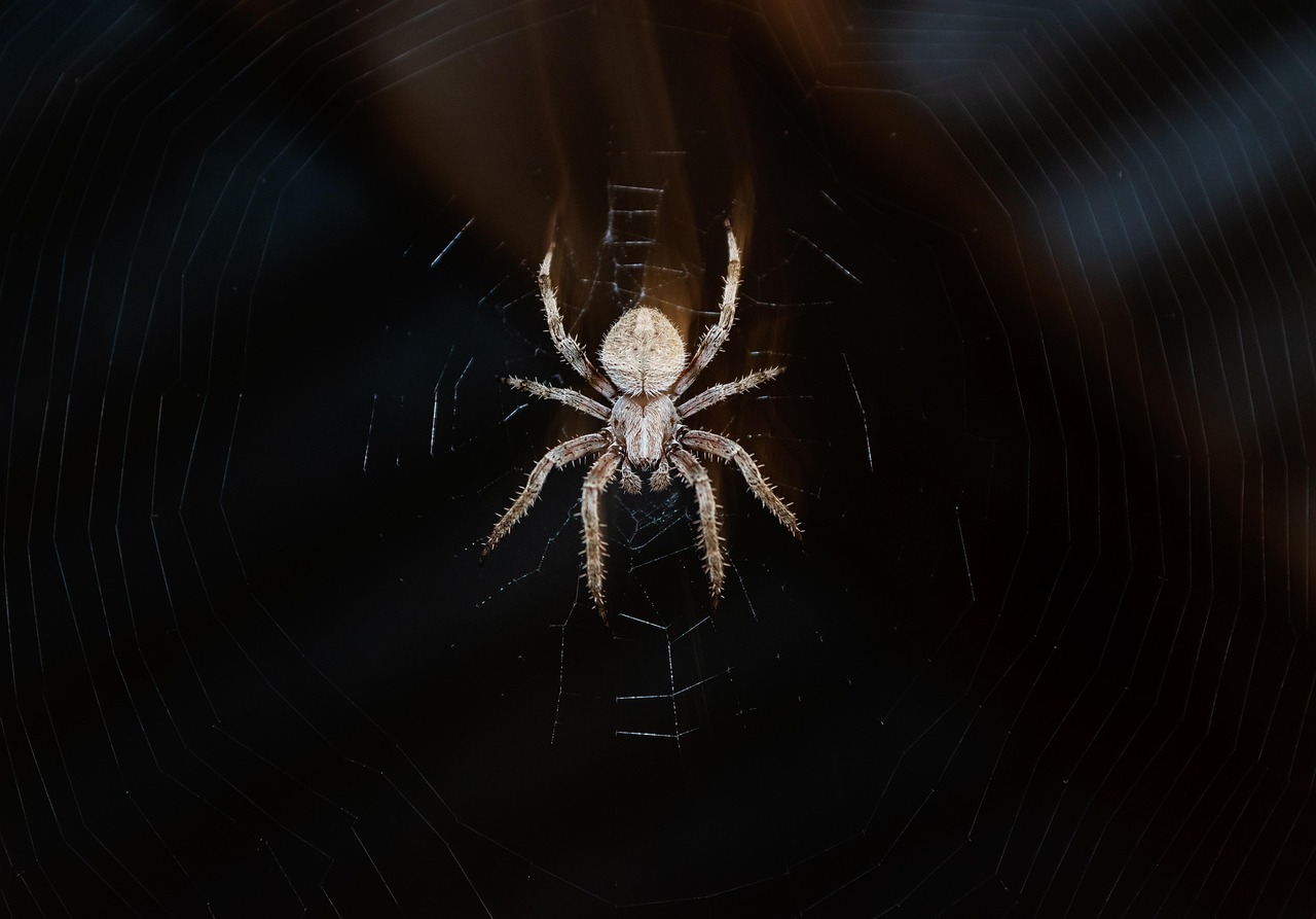 Nature Spider Web - Free photo on Pixabay