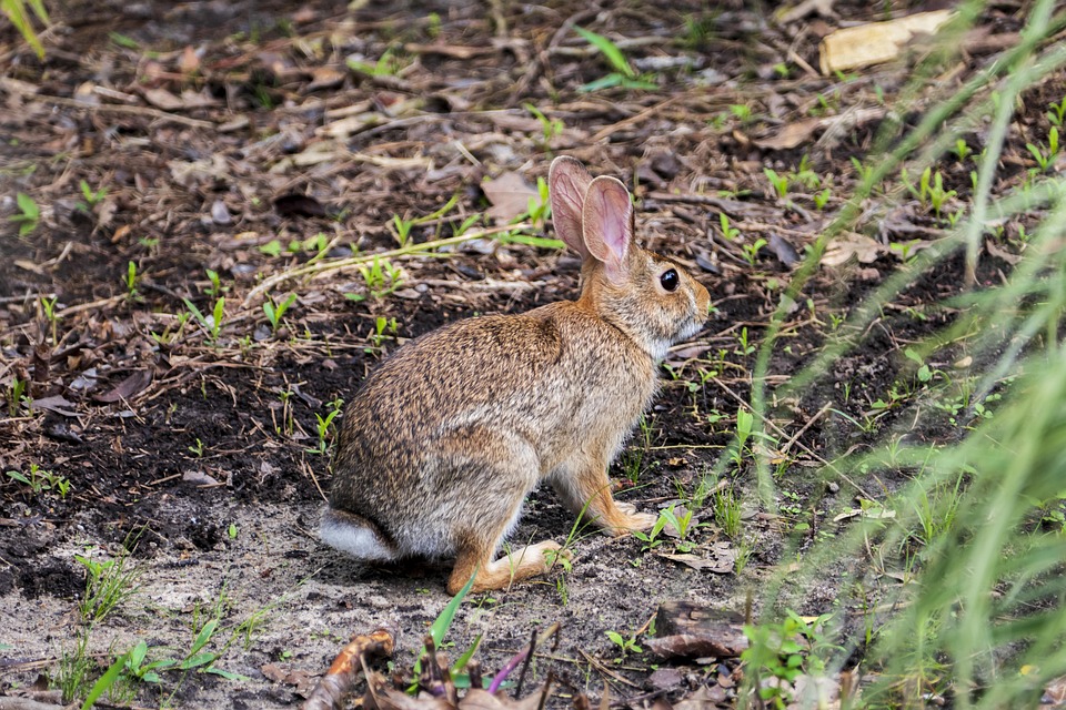 Rabbit Mammal Hare - Free photo on Pixabay