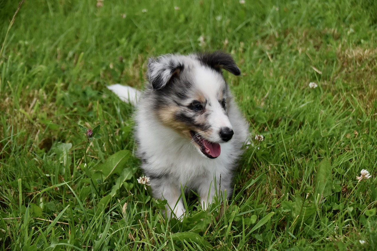 Puppy Young Dog Shetland - Free photo on Pixabay