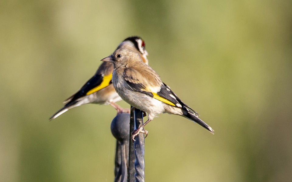 Stieglitz Fink Vogel - Kostenloses Foto auf Pixabay - Pixabay