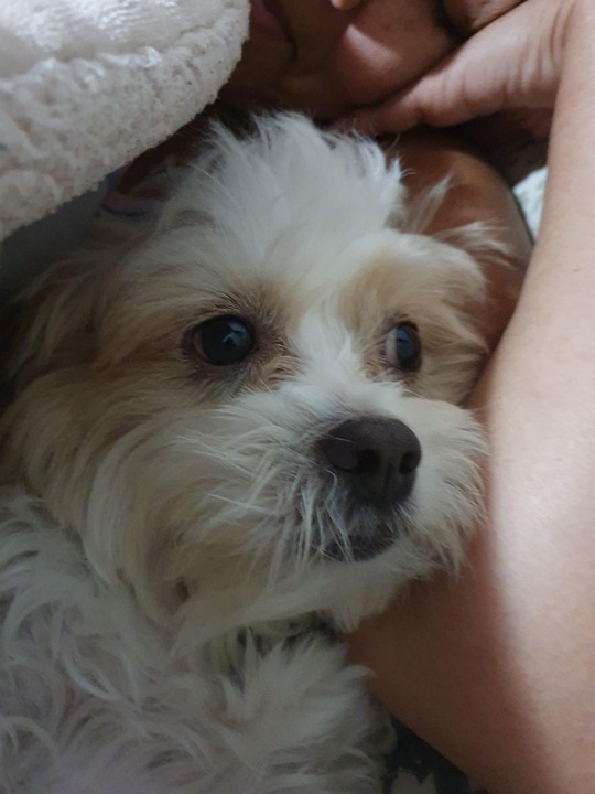 Cachorro Cochorro - Foto gratuita no Pixabay - Pixabay