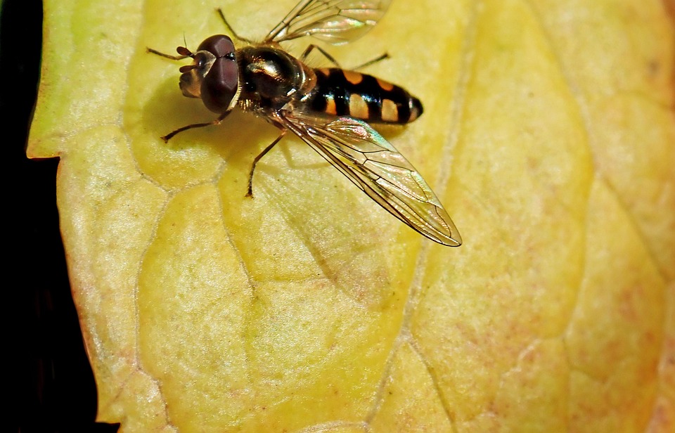 Hover Fly Insect Leaf - Free photo on Pixabay - Pixabay