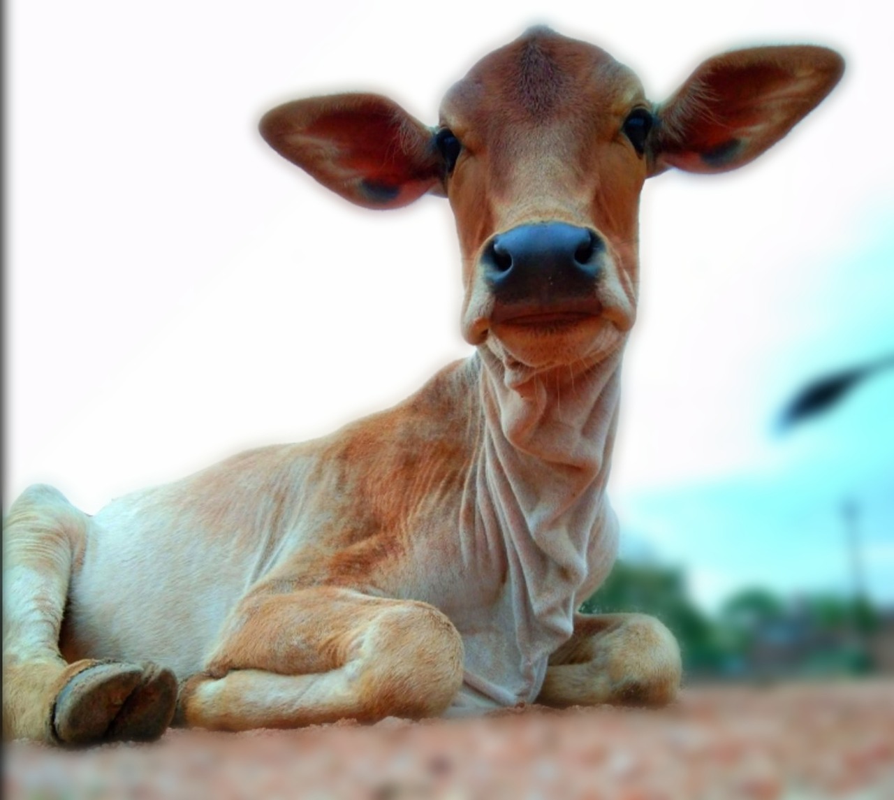 Enfant De Vache Veau Rad Flou - Photo gratuite sur Pixabay - Pixabay