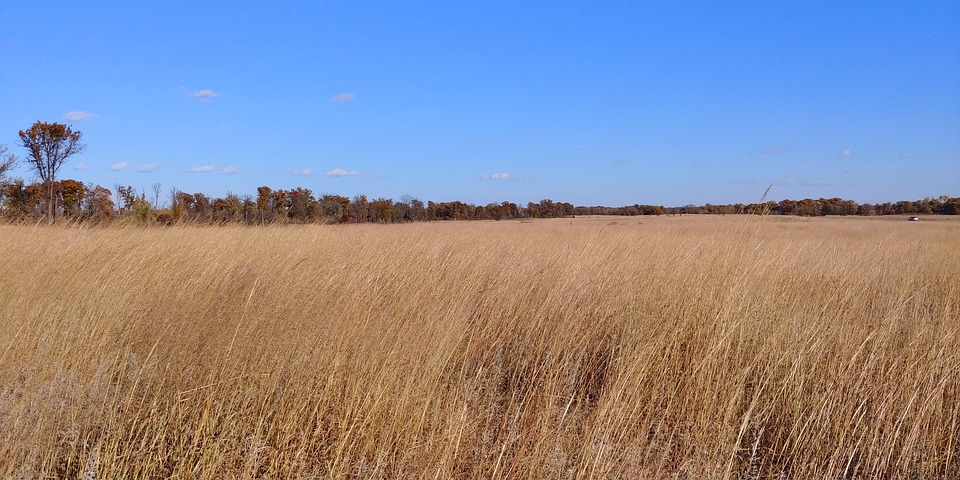 Grass Landscape Scenic - Free photo on Pixabay - Pixabay