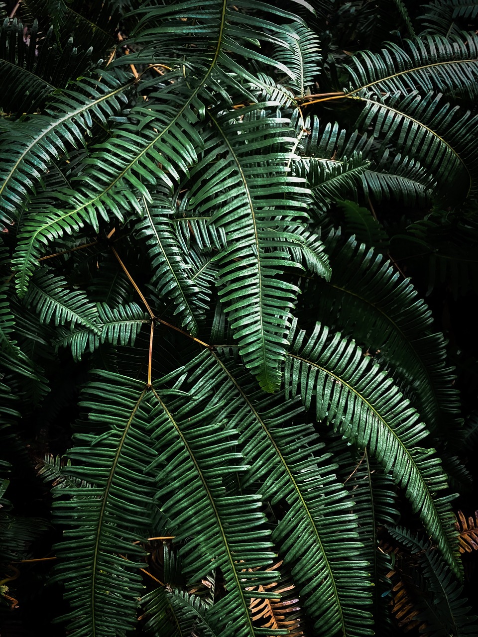 Samambaia Verde Natureza - Foto gratuita no Pixabay - Pixabay