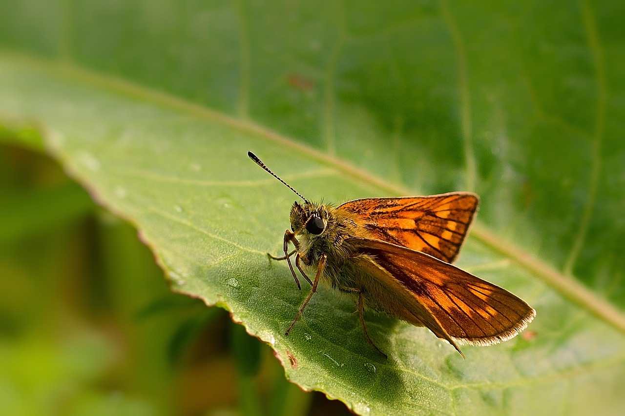 30,000+ Free Skipper Butterfly & Butterfly Images - Pixabay