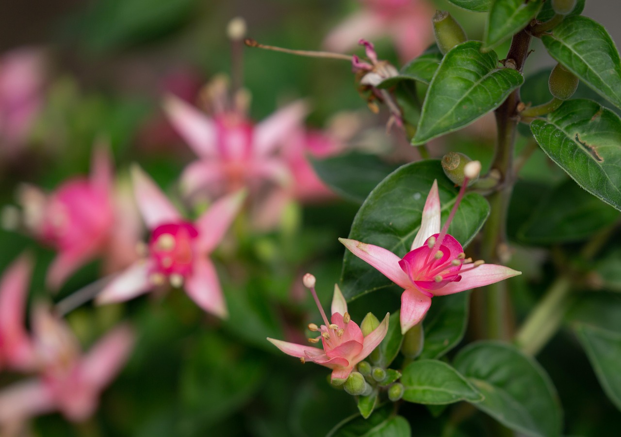 Fuchsia Fleur De - Photo gratuite sur Pixabay - Pixabay