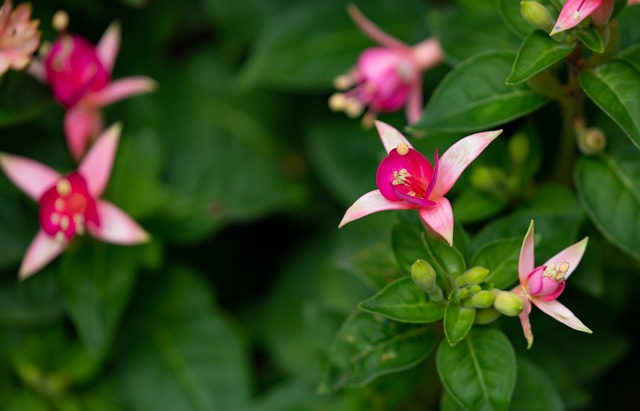 Fuchsia Fleur De - Photo gratuite sur Pixabay - Pixabay