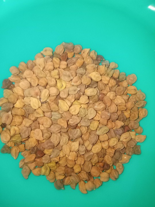 Bengal Gram Seed - Free photo on Pixabay - Pixabay