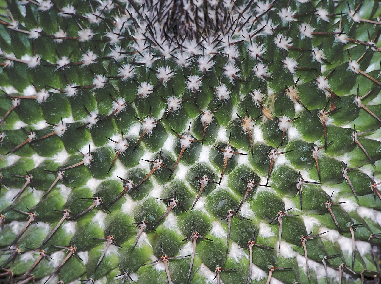 Cactus Structure Sample - Free photo on Pixabay