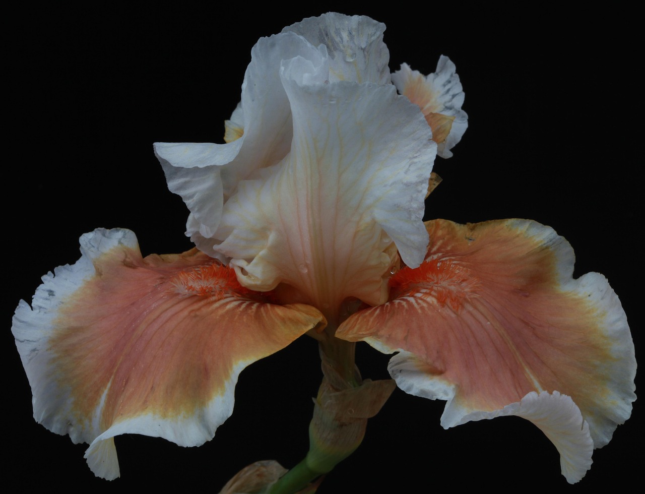 Mekar Botani Warna - Foto gratis di Pixabay - Pixabay
