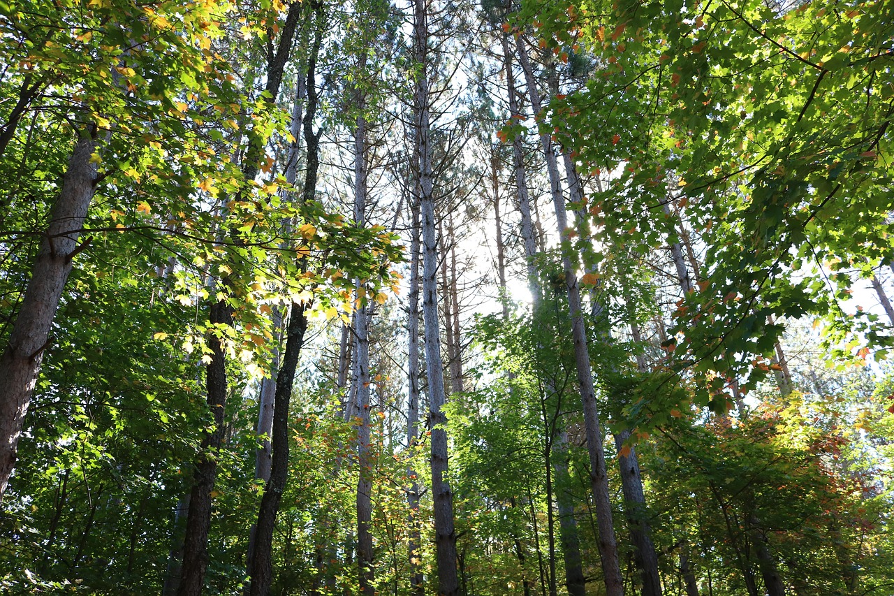 800+ Free Treetop & Nature Images - Pixabay