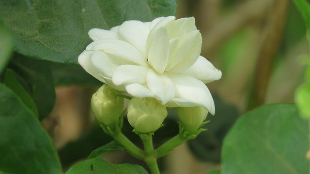 Fleur Jasmin Nature - Photo gratuite sur Pixabay - Pixabay