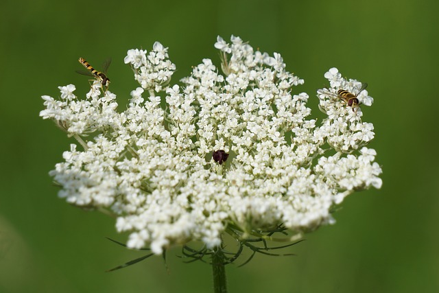Wilde Möhre Blüte