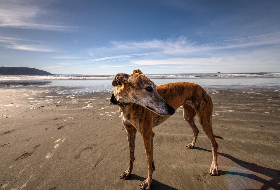 California Coast Dog - Free photo on Pixabay - Pixabay