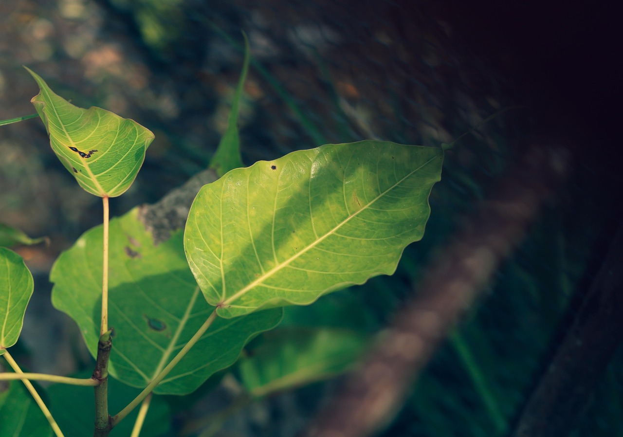 Bo Leaf Leaves - Free photo on Pixabay - Pixabay