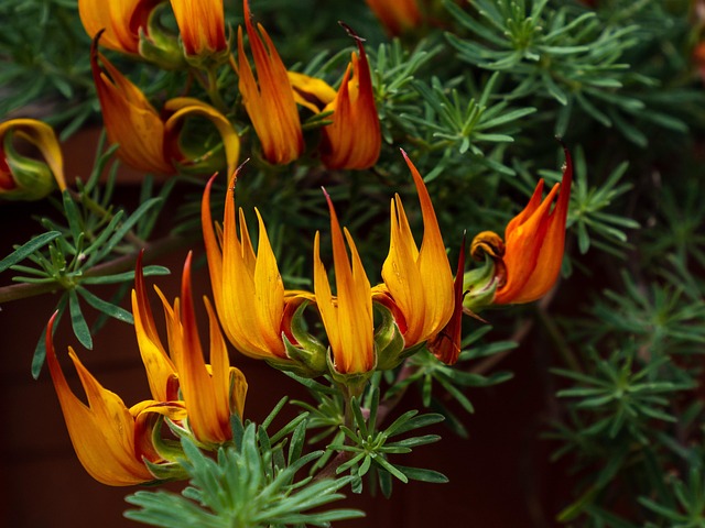 Bloom Flowering Flame - Free photo on Pixabay