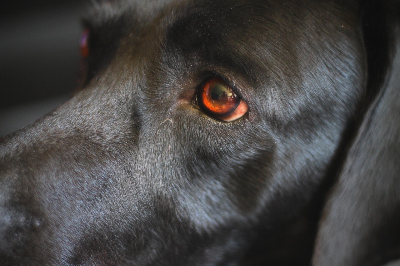 Hund Detail Gesicht - Kostenloses Foto auf Pixabay - Pixabay