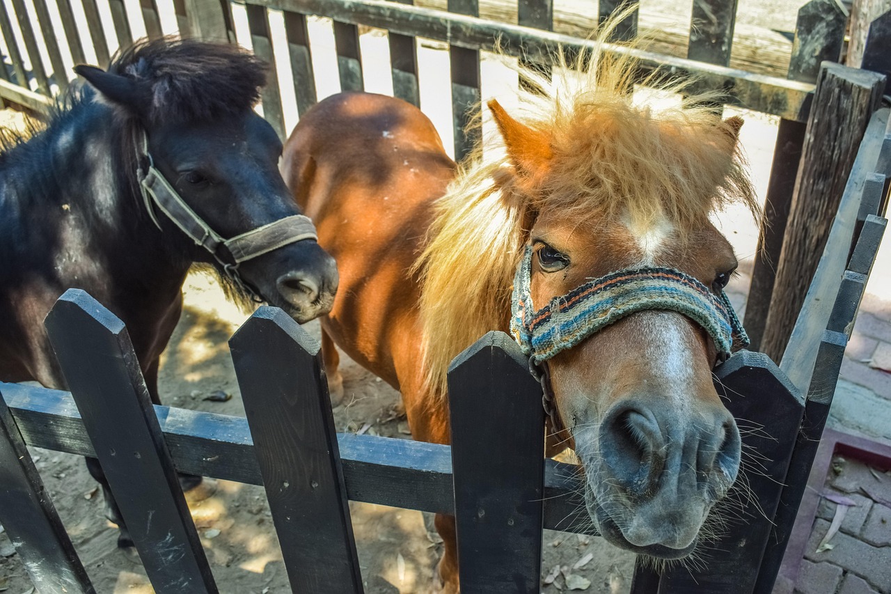 Horse Pony Animal - Free photo on Pixabay