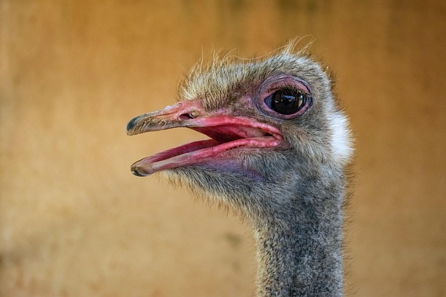 Ostrich Bird Eye - Free photo on Pixabay