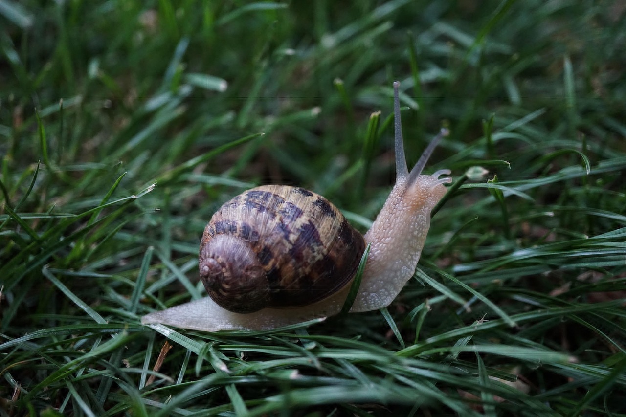 Schnecke Schneckenhaus - Kostenloses Foto auf Pixabay - Pixabay