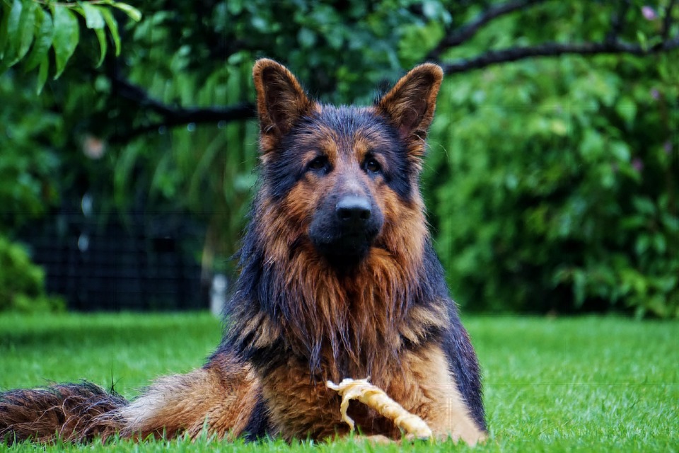 Old German Shepherd Dog Friend - Free photo on Pixabay - Pixabay