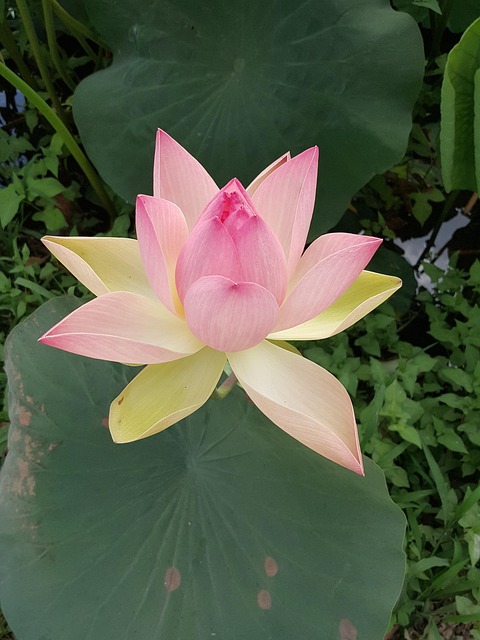 Pink Lotus Bunga - Foto gratis di Pixabay - Pixabay