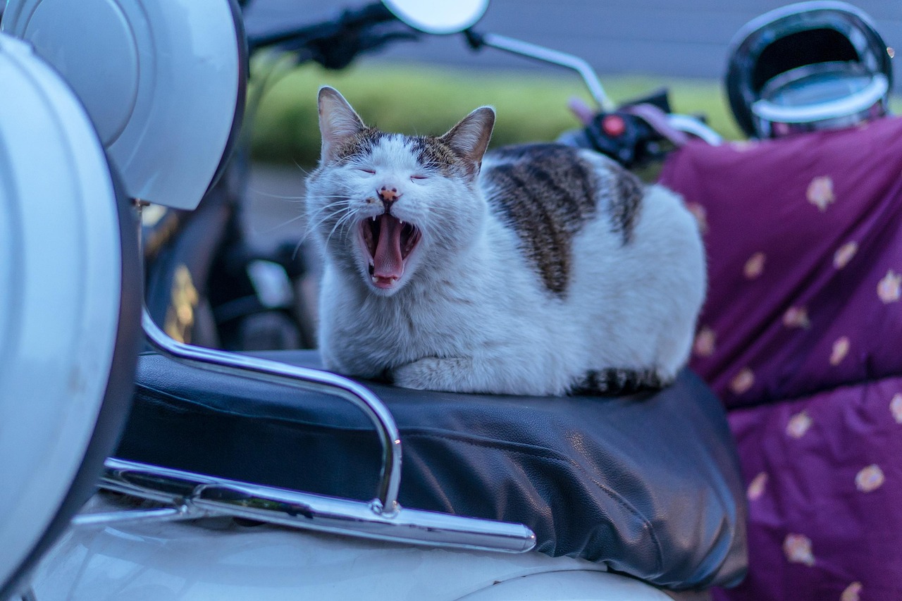 90 多张免费的“Silly Cat”和“Cat”照片 - Pixabay
