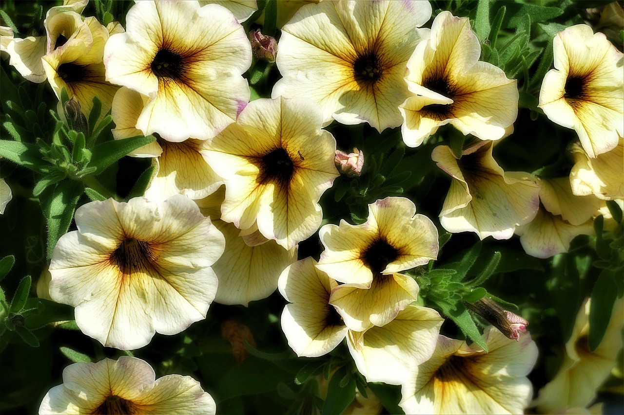 1,000+ Free Petunias & Nature Images - Pixabay