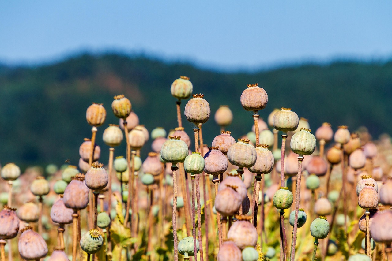 Poppy Capsules Nature Seeds - Free photo on Pixabay