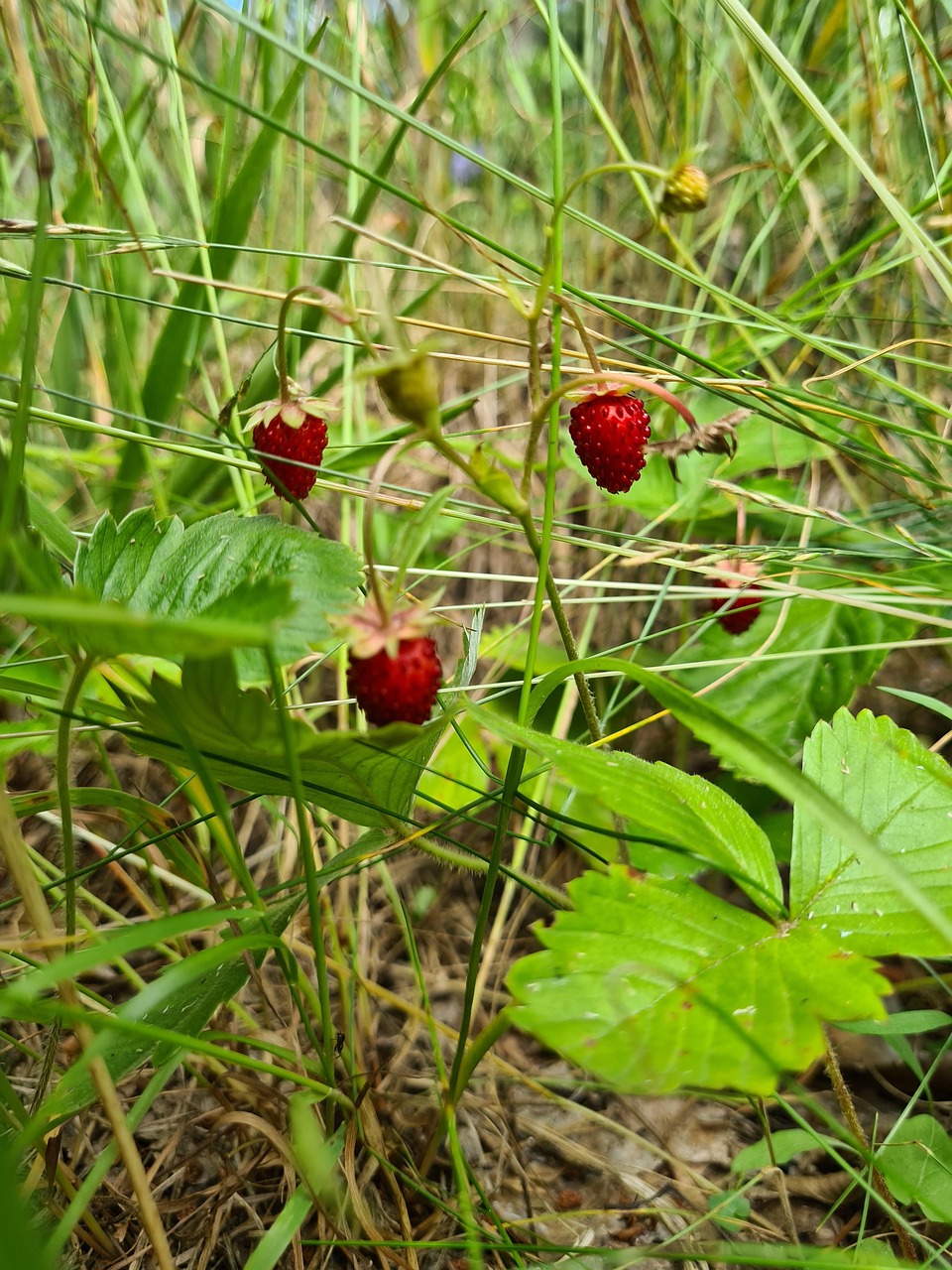 Strawberry Forest Nature - Free photo on Pixabay - Pixabay