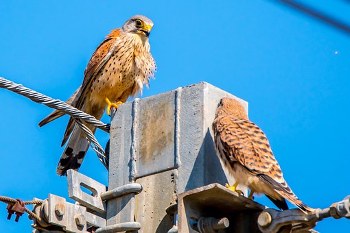 50+ Free Harrier & Bird Images - Pixabay