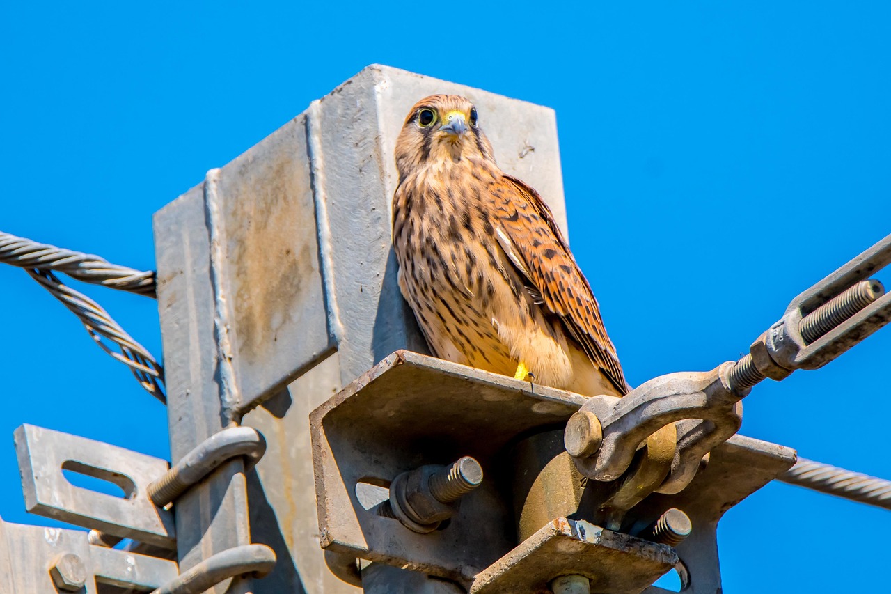 Rapacious Hawk Soliquer - Free photo on Pixabay - Pixabay
