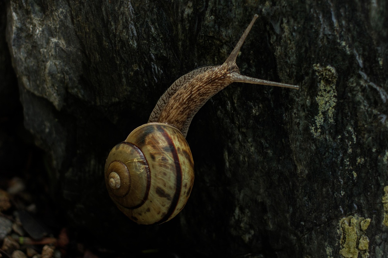 Snail Shell Rock - Free photo on Pixabay - Pixabay